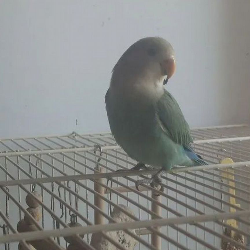 Попугай неразлучники