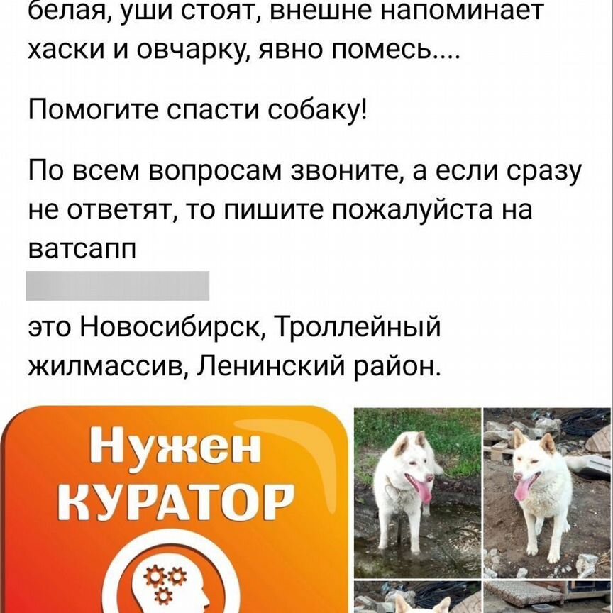 Собака в опасности