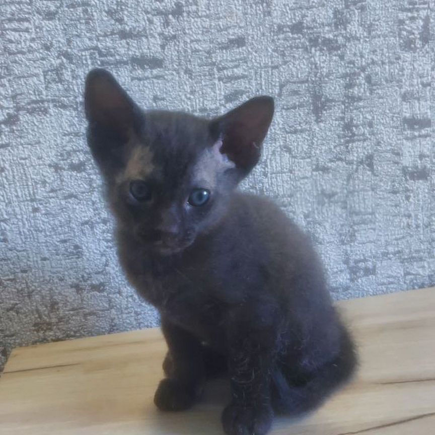 Котёнок