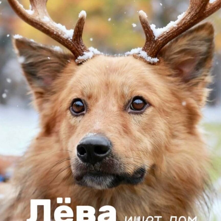 Взрослый пёс в добрые руки