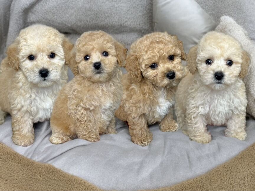 Мальтипу f1 щенки