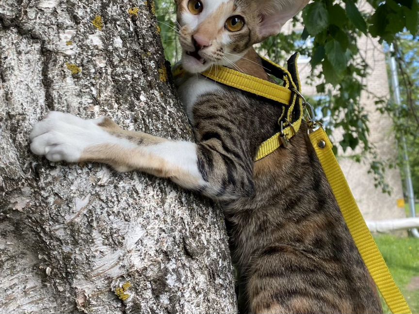 Ориентальная кошка