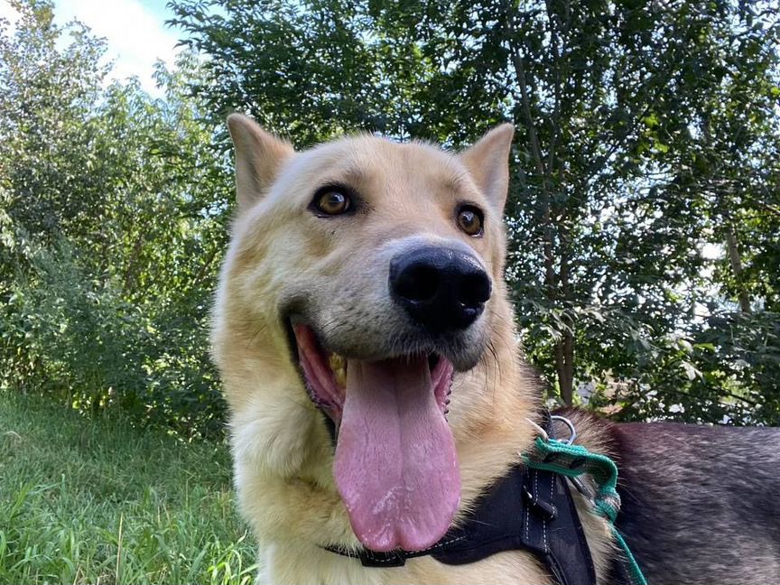 Очаровательный Джокер в добрые руки