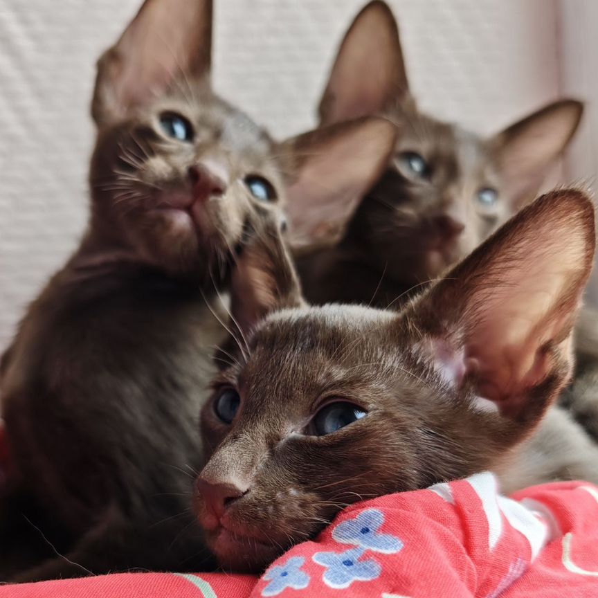 Ориентальный котёнок
