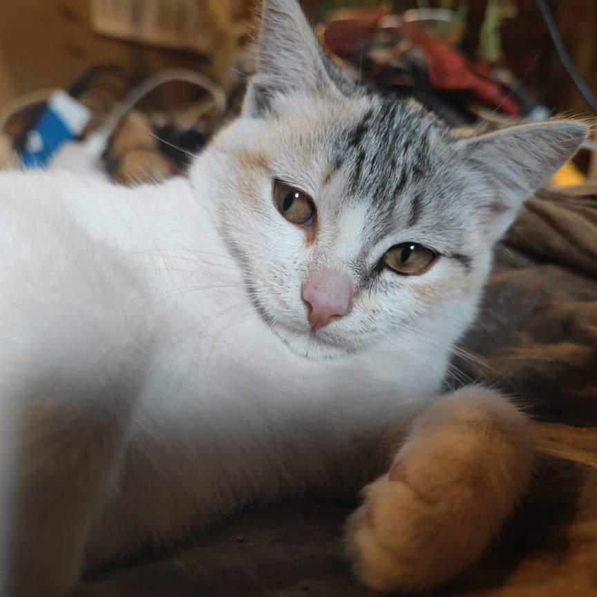 Девочка котенок девочка котейка девочка котейка