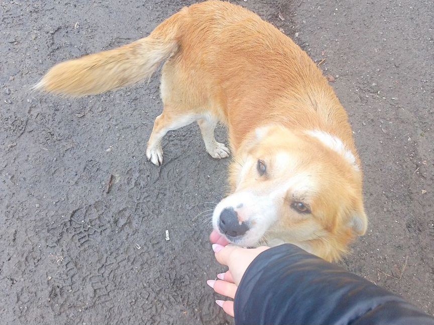 Собака в добрые руки отдам бесплатно