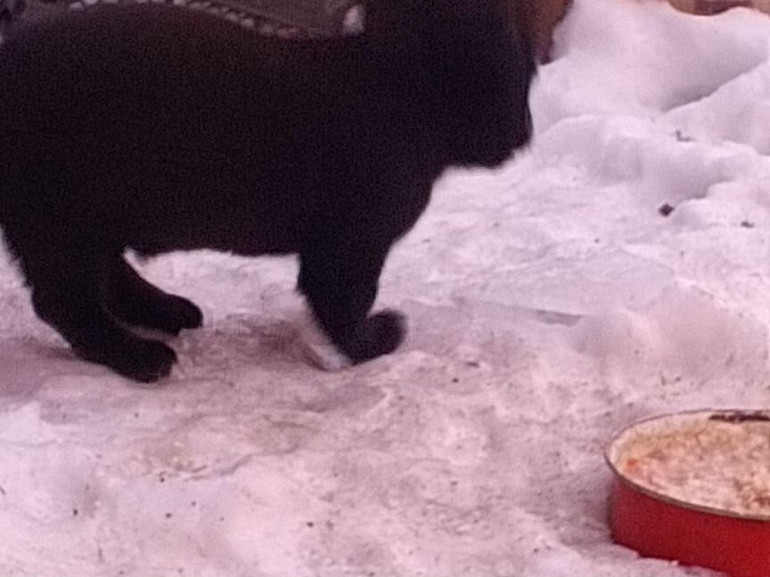 Щенок ищет дом