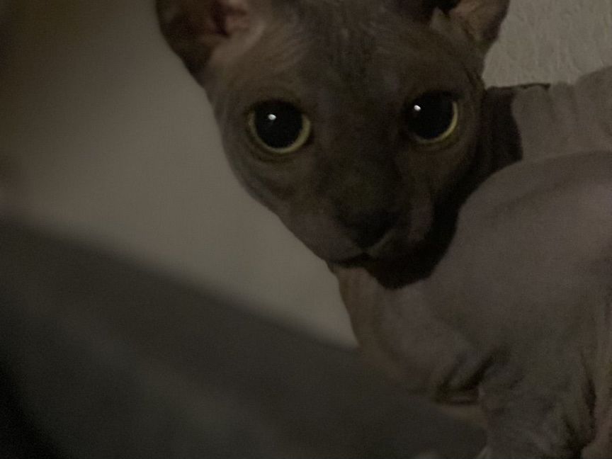 Кот для случки