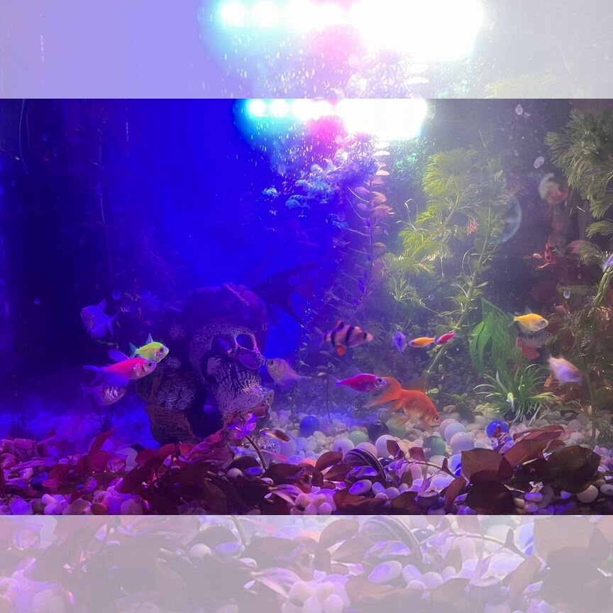 Аквариум с рыбками