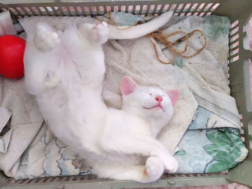 Котенок в добрые руки