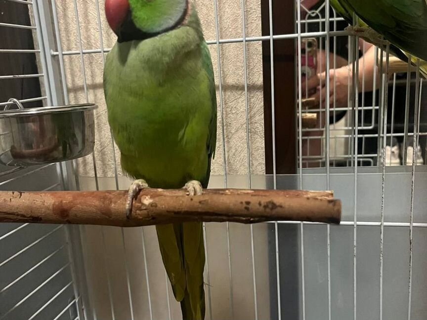 Разводная пара ожерелового попугая