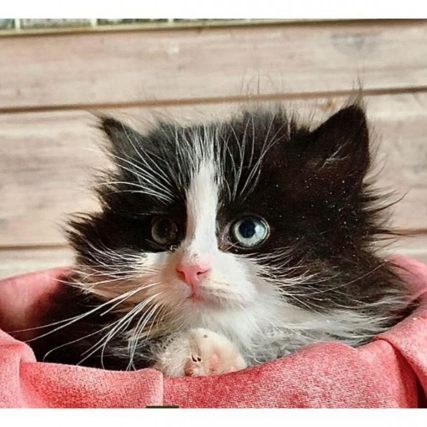 Харизматичный Маркизик 1,5 мес. мальчик