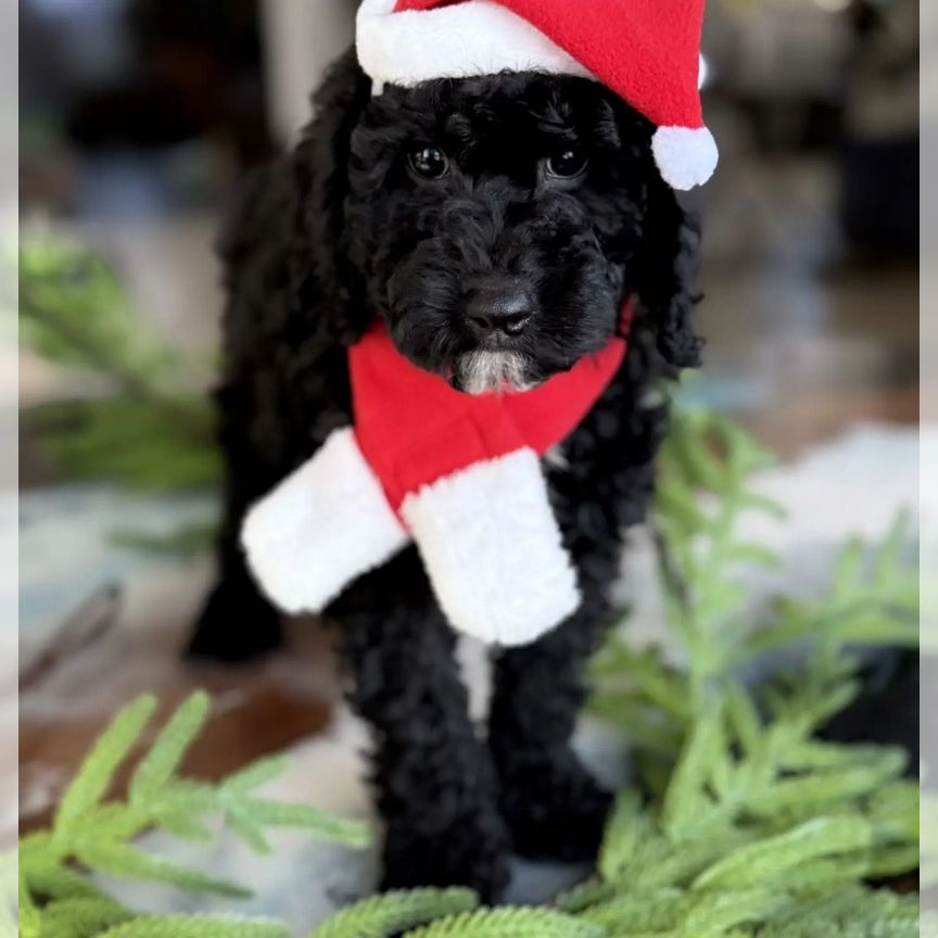 Лабрадудль, щенок