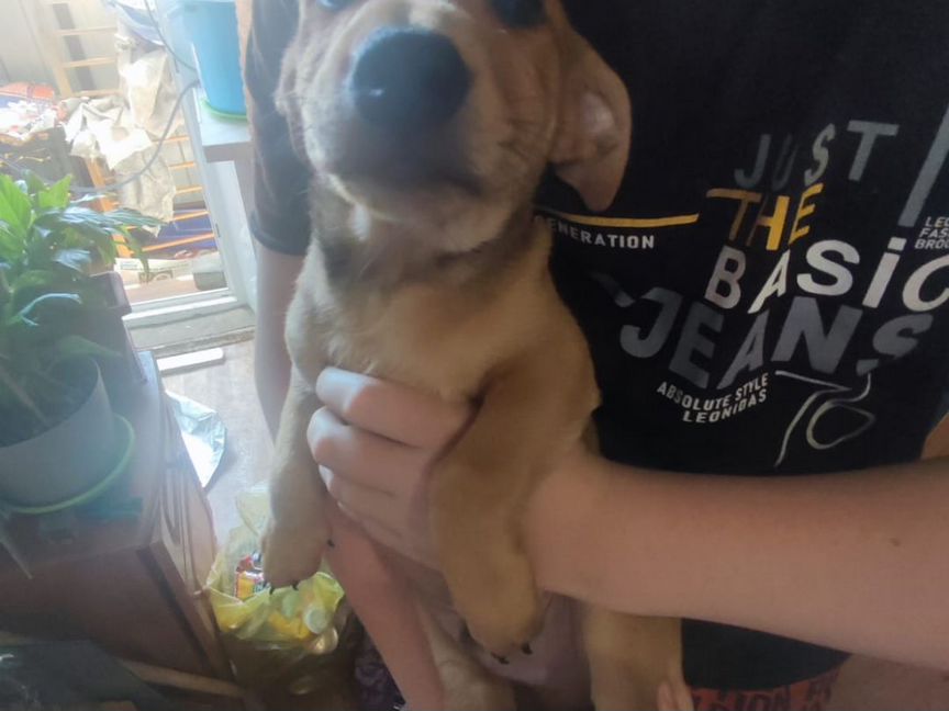 Милые, Игровые щенки Ждут своего Любящего Хозяина