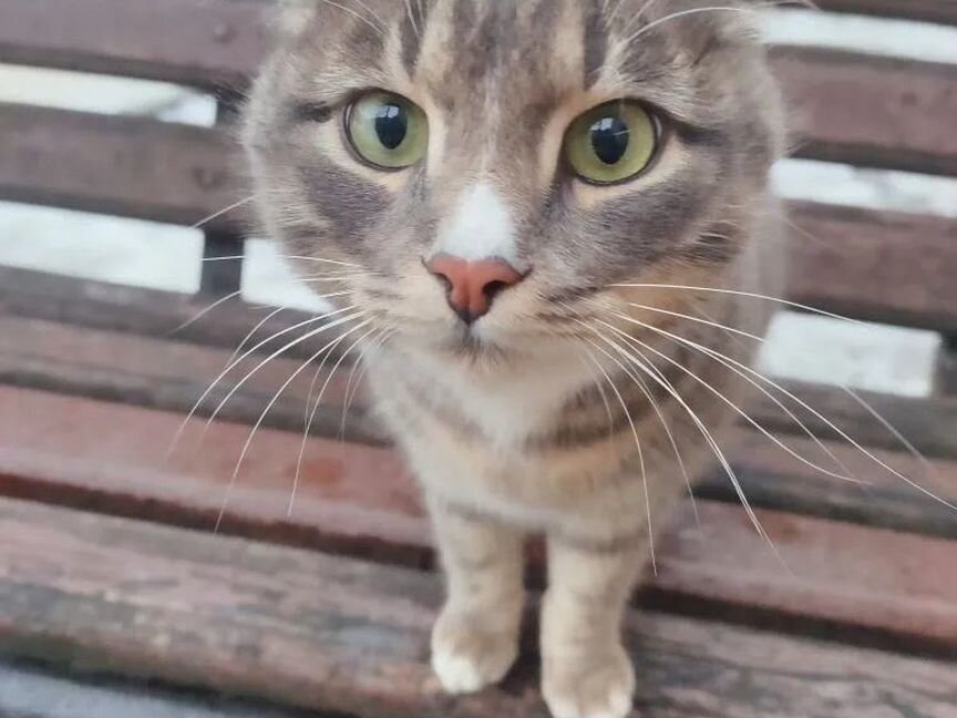 Отдадим котёнка, мальчик 7-ми месячный