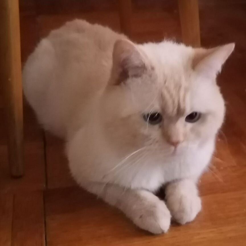 Шотландский прямоухий кот