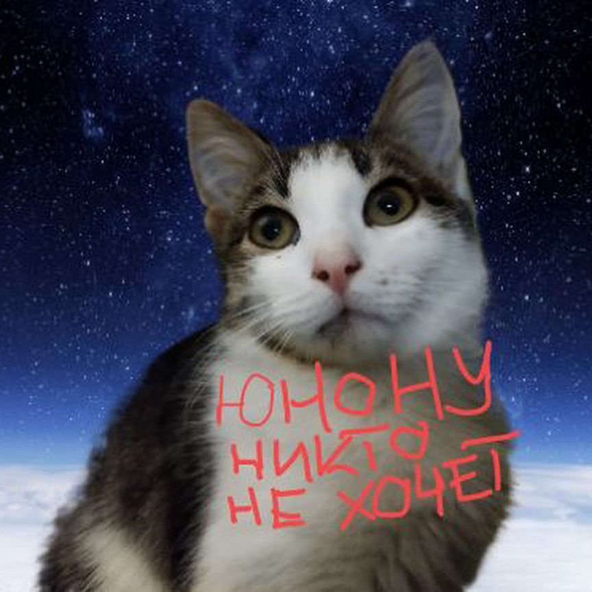 Юнону 6 месяцев никто не хочет