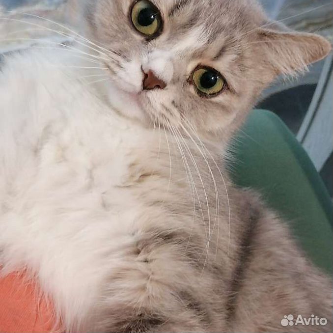 Кошка со всеми своими вещами