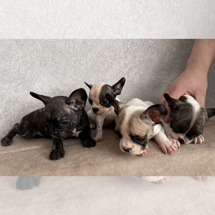 Французский бульдог, щенок