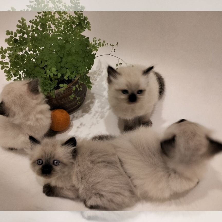 Шотландские котята с пушистой шубкой