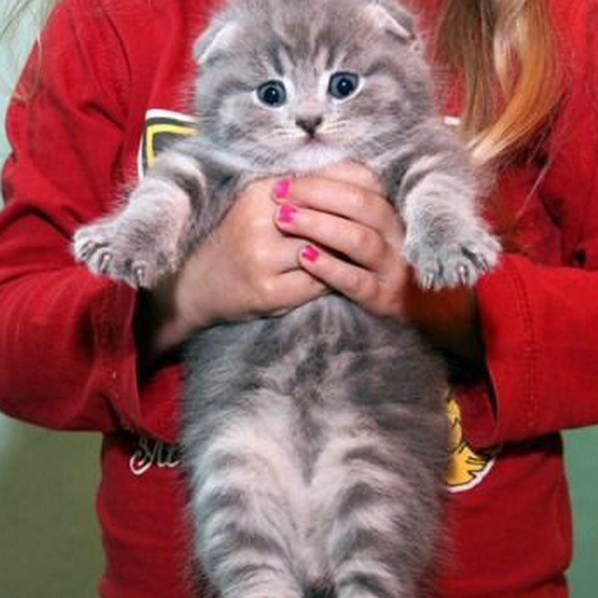 Шотландские вислоухие котята