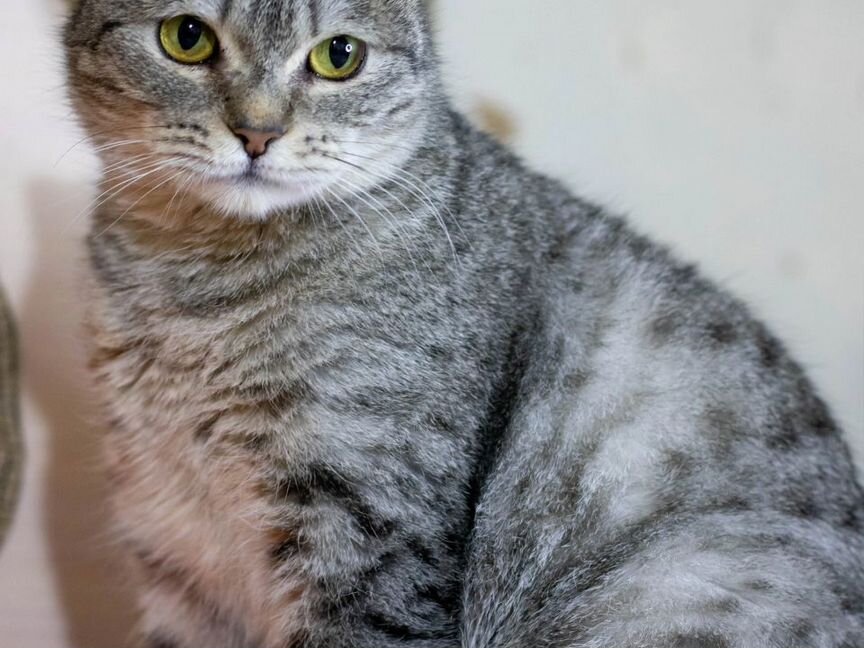 Кошки бесплатно