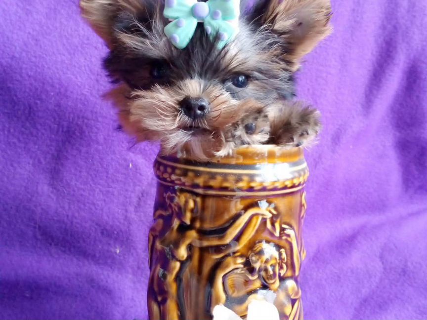 Минюшка девочка йорка