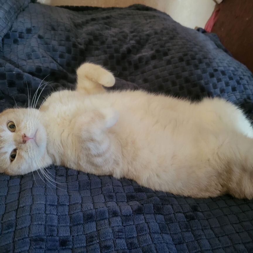 Самый милый котик Тёма
