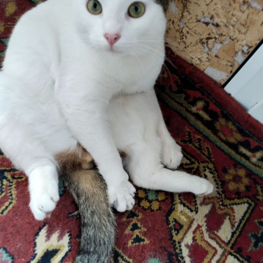 Белый красавчик ищет дом