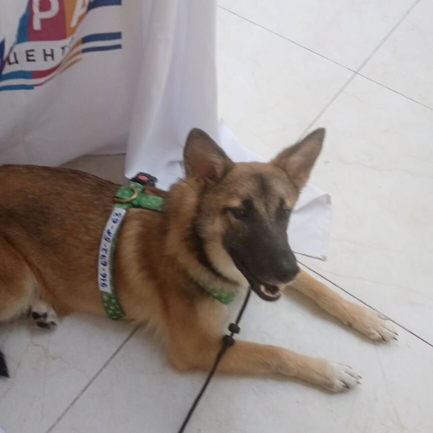 Рада, размер сиба 6мес