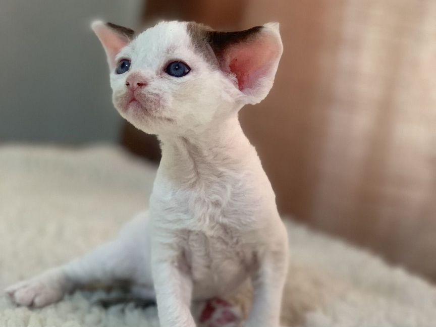 Девон-рекс малыш в редком окрасе