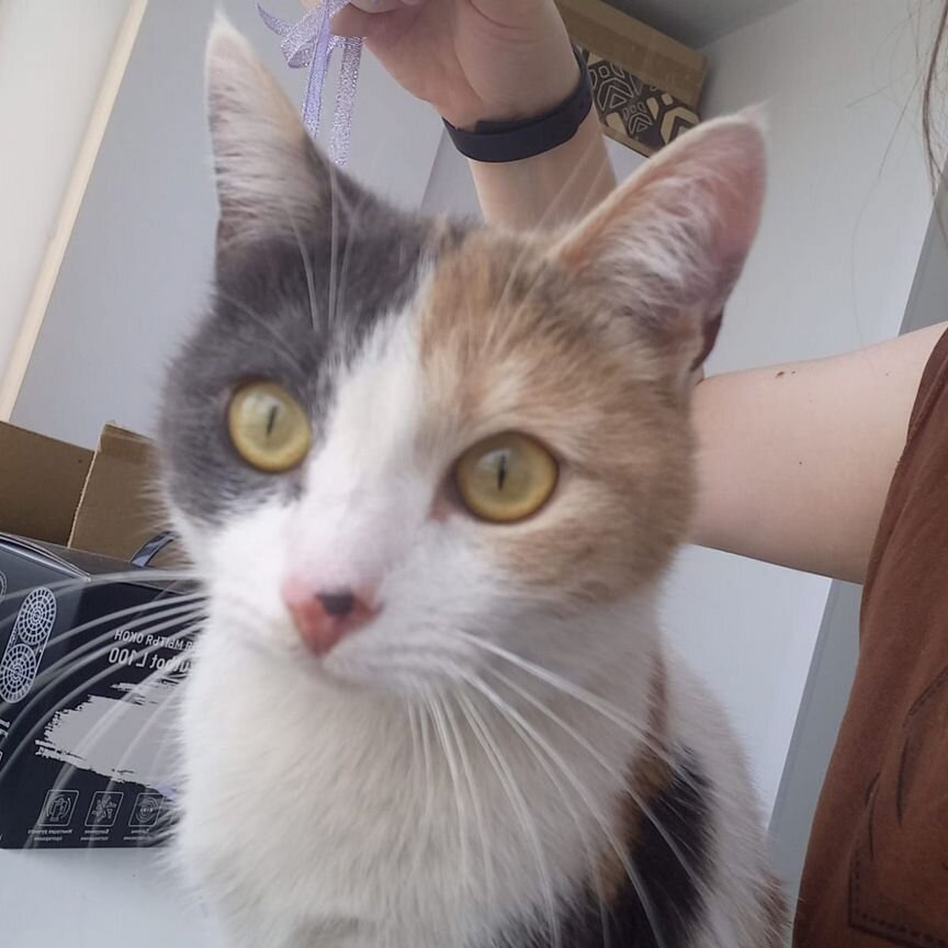 Отдам кошку в добрые руки