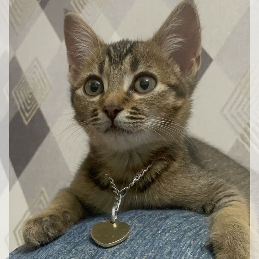 Абиссинский котёнок