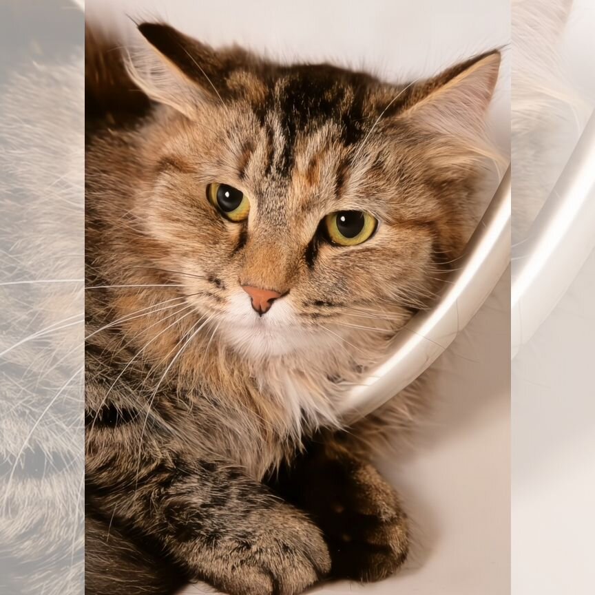 Сибирский котёнок