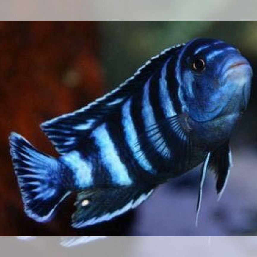 Псевдотрофеус демасони - Pseudotropheus demasoni