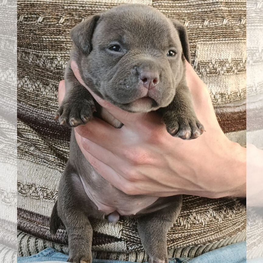 Американский булли, щенок