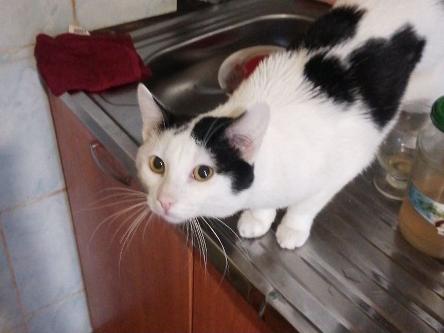 Котики бесплатно в добрые руки