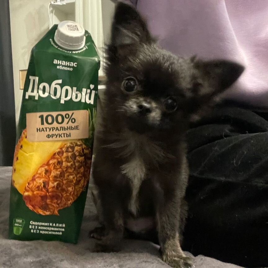 Чихуахуа, щенок