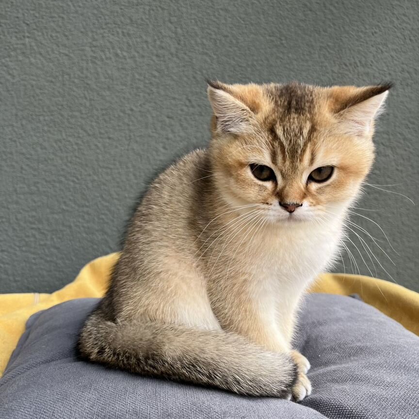 Котенок золотая шиншилла девочка 2