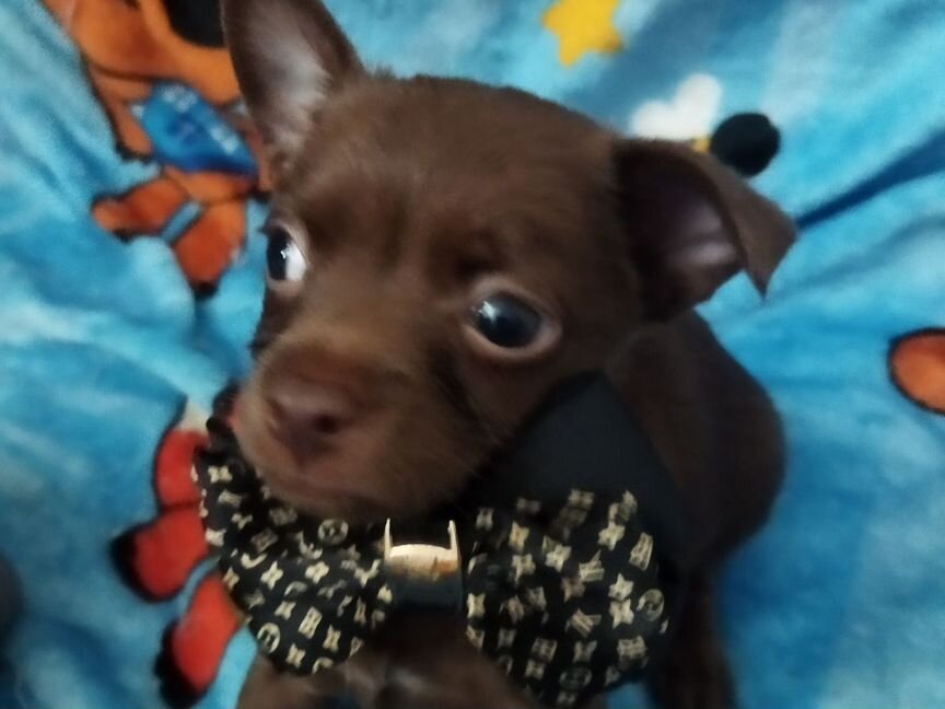 Щенки чихуахуа мини