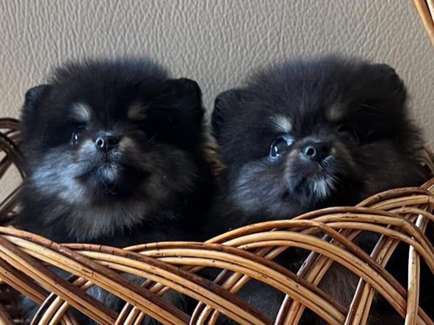 Померанский шпиц медвежьего типа
