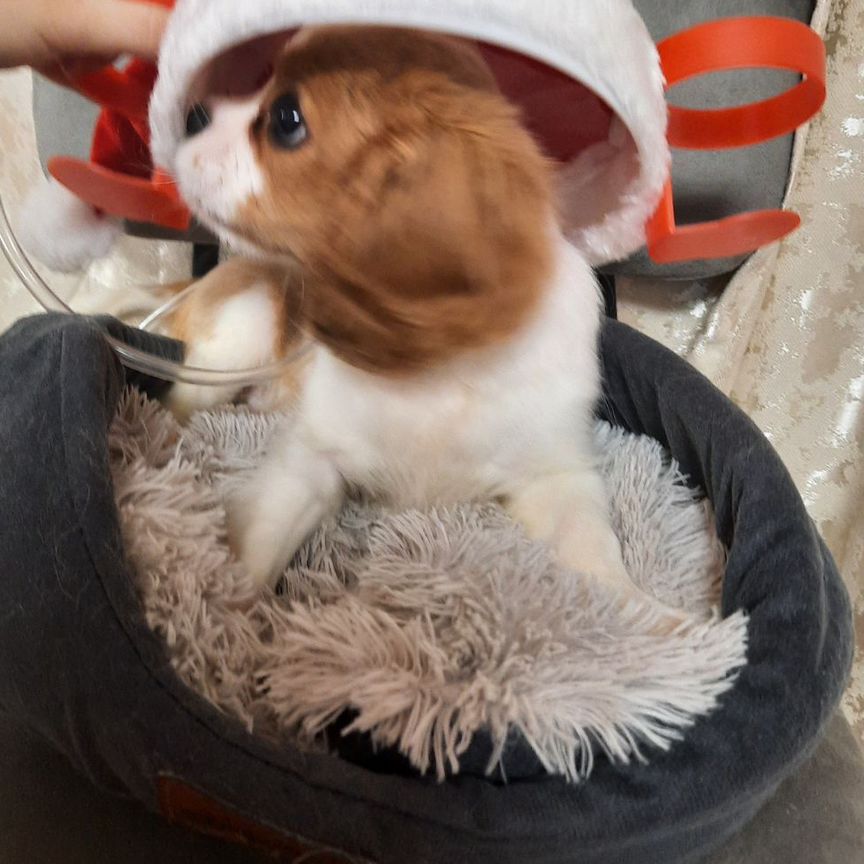 Кавалер кинг-чарльз-спаниель, щенок