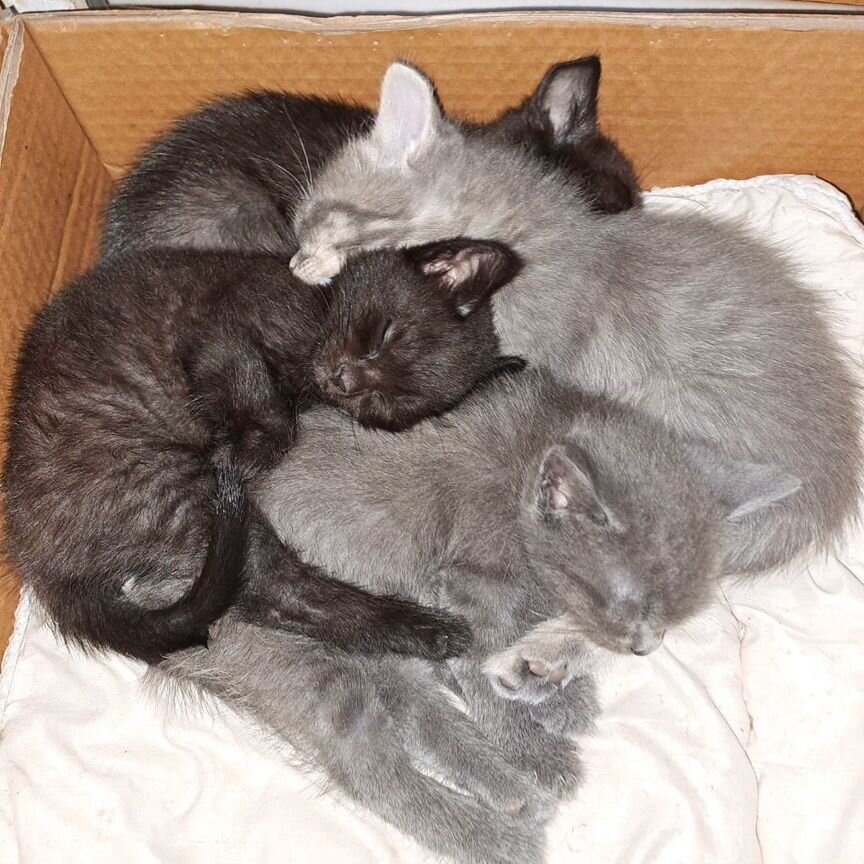 Котята в добрые руки