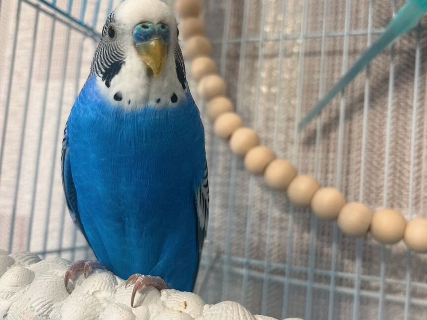 Два молодых попугая