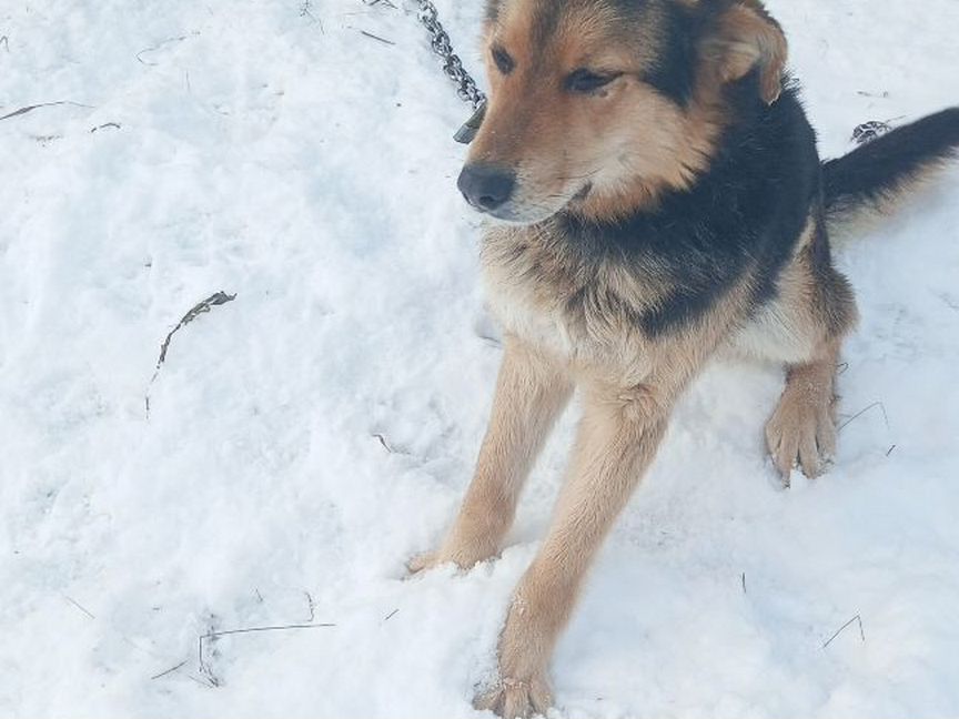 Собака в добрые руки отдам бесплатно