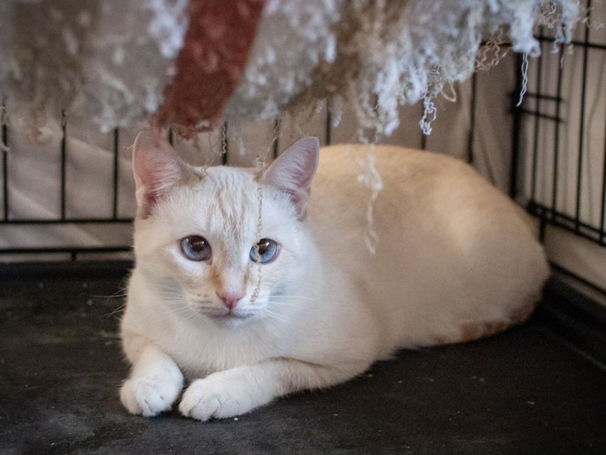 Кошечка метис