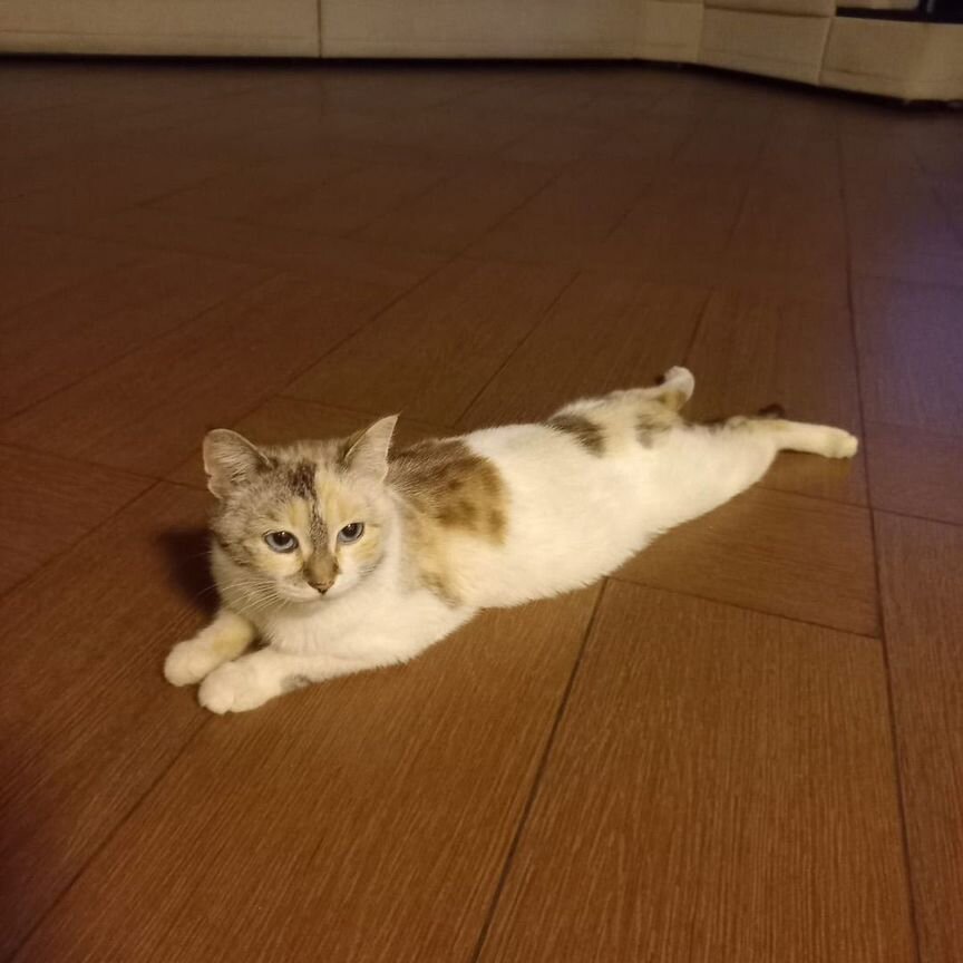 Кошка стерилизованная в добрые руки