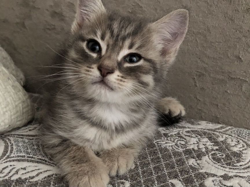 Миленькие котятки