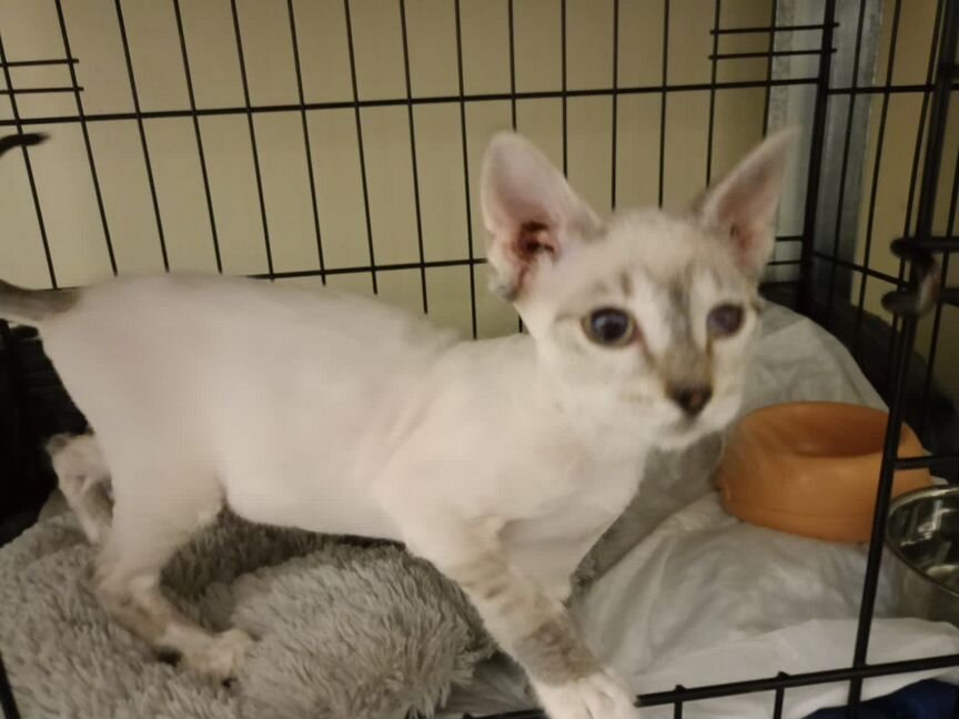 Котенок девочка нужен дом или передержка