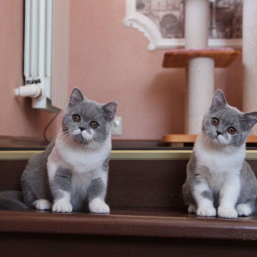 Британские котята